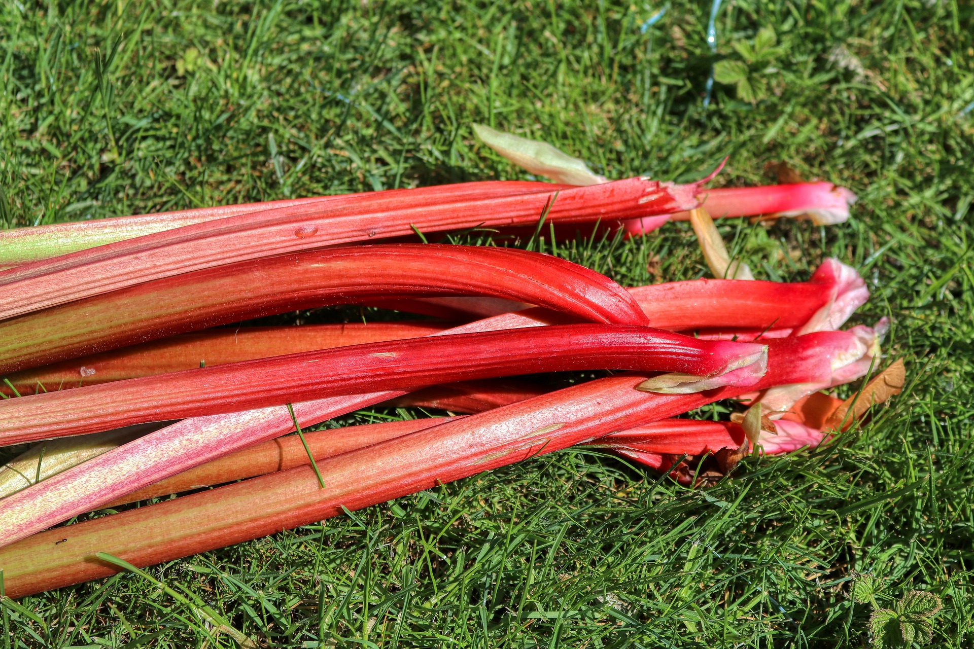 Rhubarb Revival: Transforming This Tangy Ingredient Into Healthy Dishes ...